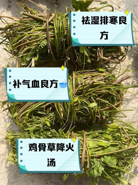 鸡骨草和什么相克_鸡骨草不能和什么一起吃-第3张图片-山城妙识 鸡骨草和什么相克_鸡骨草不能和什么一起吃-第3张图片-山城妙识