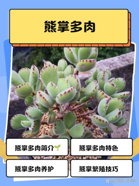 熊掌怎么去毛干净_熊掌去毛最简单的方法-第1张图片-山城妙识