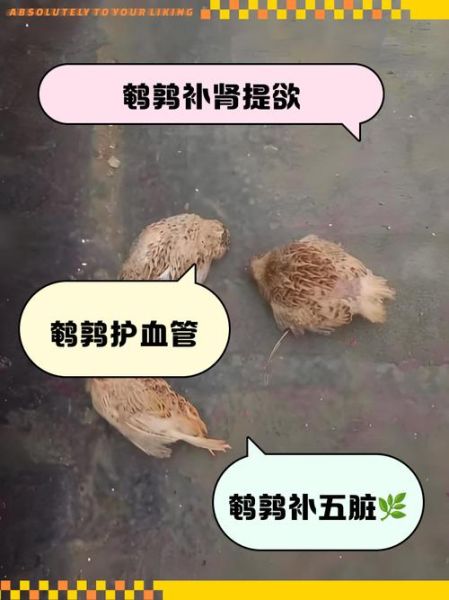鹌鹑鸟怎么养_鹌鹑鸟吃什么-第3张图片-山城妙识