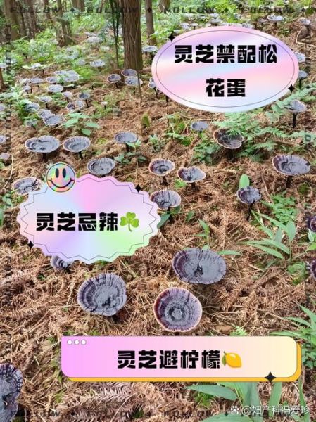 灵芝不能和什么一起吃_灵芝与哪些食物相克-第1张图片-山城妙识 灵芝不能和什么一起吃_灵芝与哪些食物相克-第1张图片-山城妙识