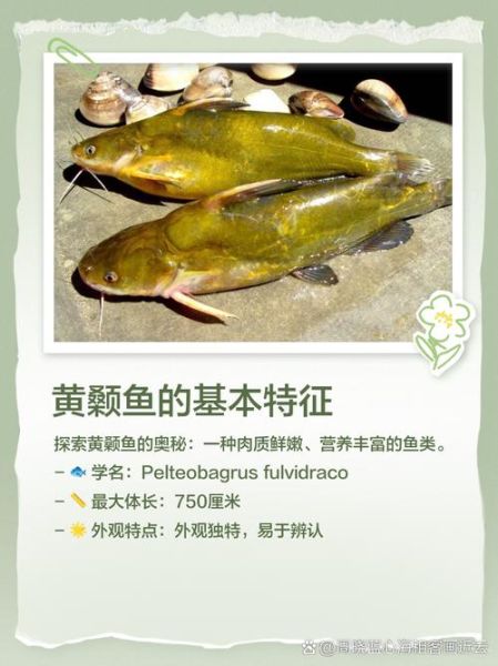 黄尖鱼又叫什么鱼_黄尖鱼学名是什么-第3张图片-山城妙识