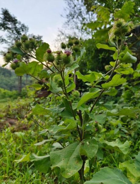 野生牛蒡长什么样_如何辨别真假野生牛蒡-第1张图片-山城妙识 野生牛蒡长什么样_如何辨别真假野生牛蒡-第1张图片-山城妙识
