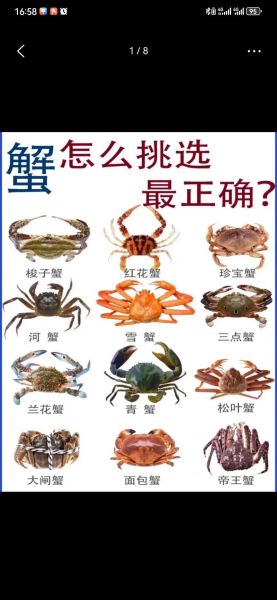 珍宝蟹和青蟹哪个好吃_口感差异与选购技巧-第2张图片-山城妙识 珍宝蟹和青蟹哪个好吃_口感差异与选购技巧-第2张图片-山城妙识