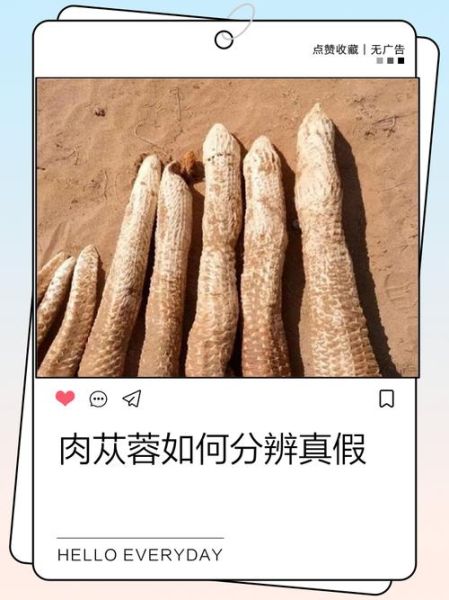 肉苁蓉图片真假鉴别_肉苁蓉图片高清细节-第1张图片-山城妙识 肉苁蓉图片真假鉴别_肉苁蓉图片高清细节-第1张图片-山城妙识