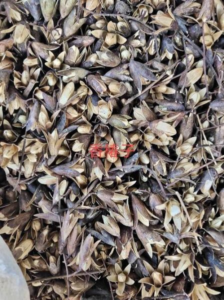 香椿子图片_香椿子长什么样-第3张图片-山城妙识 香椿子图片_香椿子长什么样-第3张图片-山城妙识