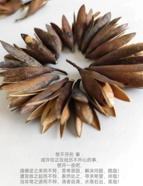 香椿子图片_香椿子长什么样-第1张图片-山城妙识 香椿子图片_香椿子长什么样-第1张图片-山城妙识