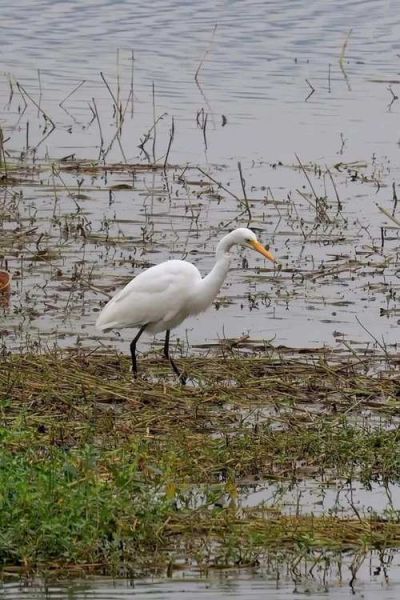 白鹭图片高清_如何拍摄白鹭高清照片-第1张图片-山城妙识