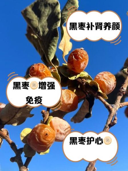 黑枣的功效与作用_黑枣的禁忌症有哪些-第2张图片-山城妙识