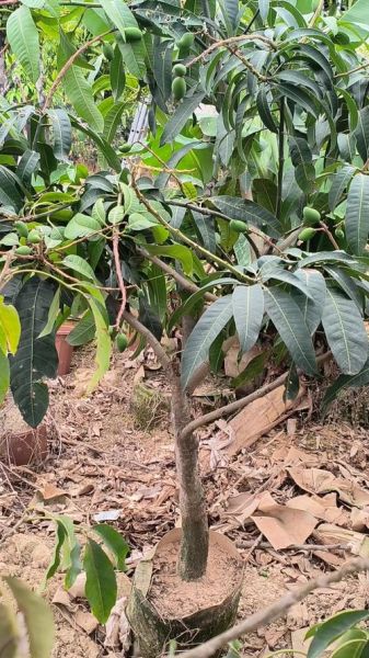 芒果树几年结果_芒果树北方能种吗-第3张图片-山城妙识