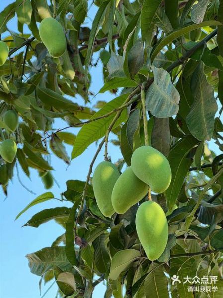 芒果树几年结果_芒果树北方能种吗-第2张图片-山城妙识