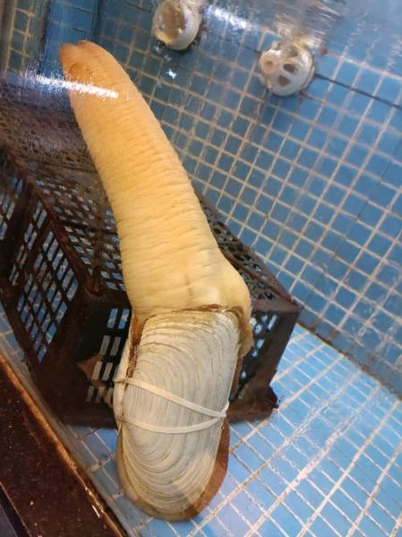 象拔蚌图片大全大图_高清细节怎么拍-第3张图片-山城妙识