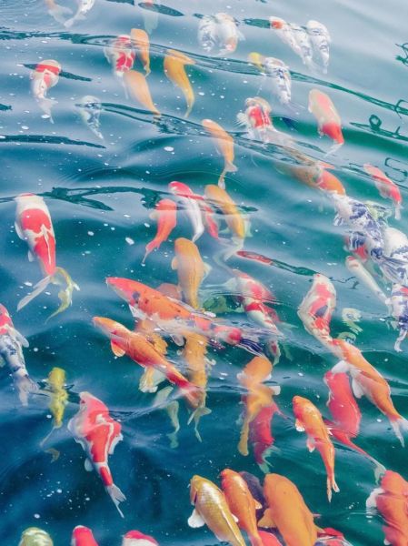 鱼怎么拍才唯美_鱼图片意境怎么营造-第2张图片-山城妙识 鱼怎么拍才唯美_鱼图片意境怎么营造-第2张图片-山城妙识