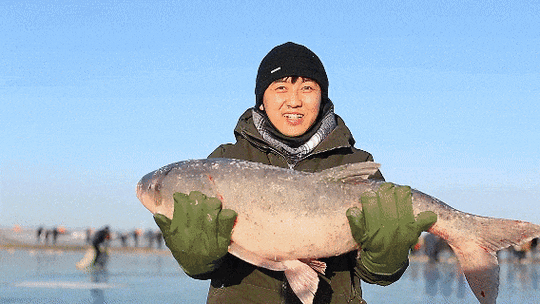 头鱼是什么意思_头鱼的寓意和象征-第3张图片-山城妙识