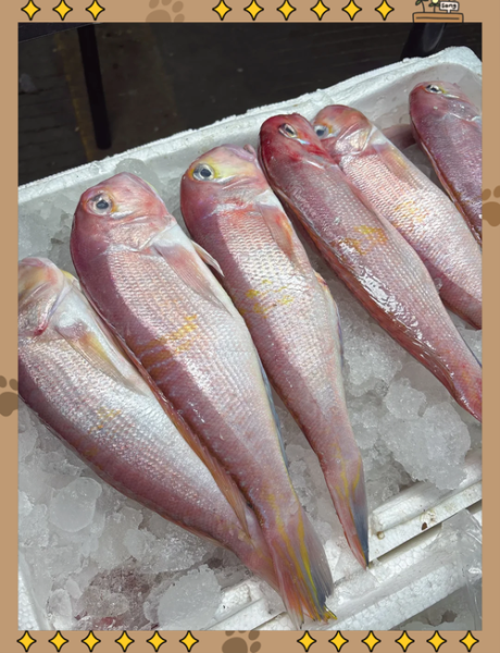 头鱼是什么意思_头鱼的寓意和象征-第2张图片-山城妙识