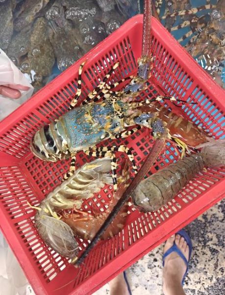 澳洲龙虾多少钱一只_澳洲龙虾价格怎么算-第2张图片-山城妙识