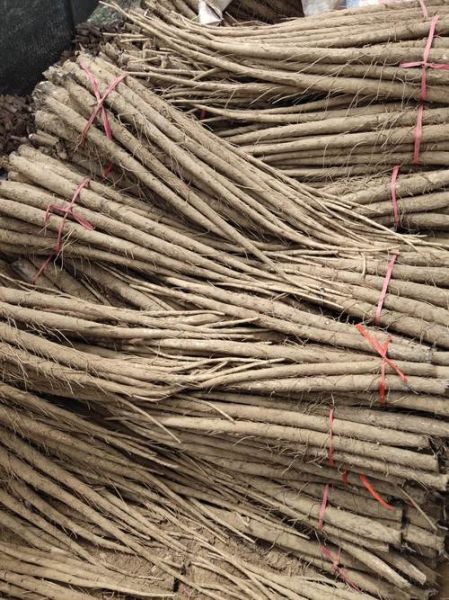 鲜牛蒡怎么做好吃_鲜牛蒡的做法大全-第3张图片-山城妙识 鲜牛蒡怎么做好吃_鲜牛蒡的做法大全-第3张图片-山城妙识