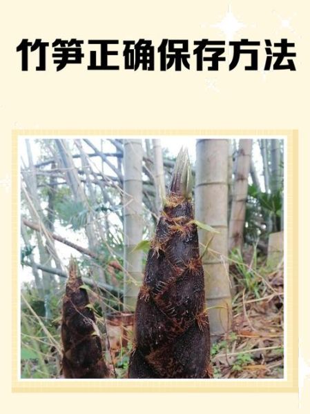 新鲜竹笋怎么处理才能吃_竹笋去涩味最快方法-第3张图片-山城妙识 新鲜竹笋怎么处理才能吃_竹笋去涩味最快方法-第3张图片-山城妙识