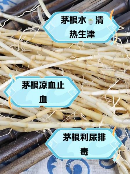 茅根的功效与作用_茅根能治什么病-第2张图片-山城妙识