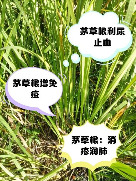 茅根的功效与作用_茅根能治什么病-第3张图片-山城妙识