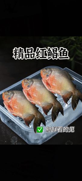 红鲳鱼有毒吗_红鲳鱼食用安全吗-第1张图片-山城妙识 红鲳鱼有毒吗_红鲳鱼食用安全吗-第1张图片-山城妙识