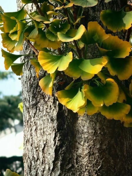 银杏叶片不适宜人群有哪些_哪些人不能吃银杏叶片-第3张图片-山城妙识