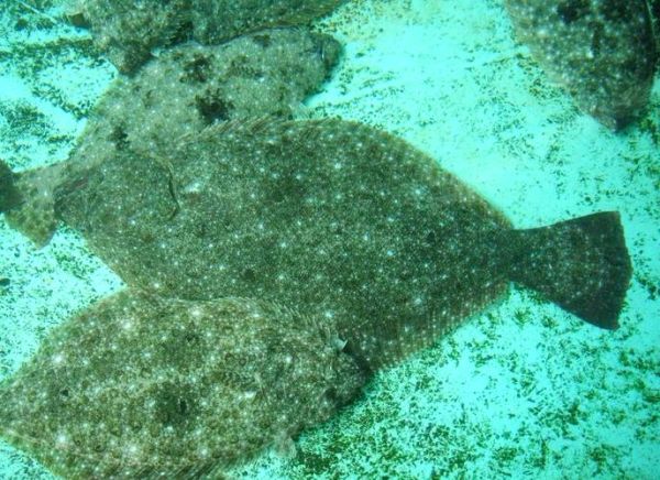 鸦片鱼图片_鸦片鱼长什么样-第3张图片-山城妙识 鸦片鱼图片_鸦片鱼长什么样-第3张图片-山城妙识