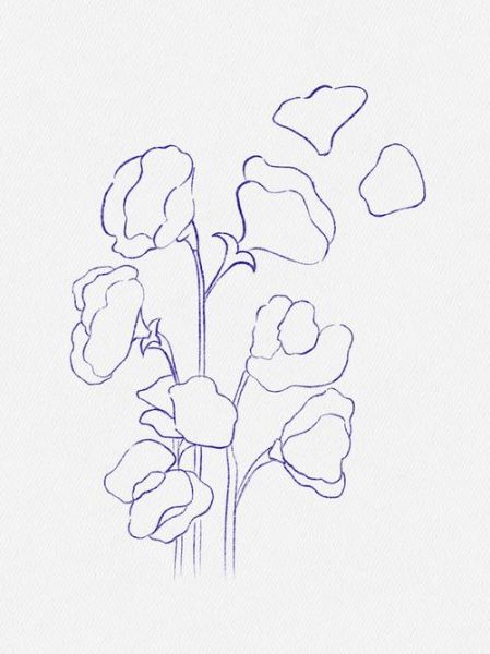 豌豆花简笔画怎么画_豌豆花图片简笔画教程-第1张图片-山城妙识