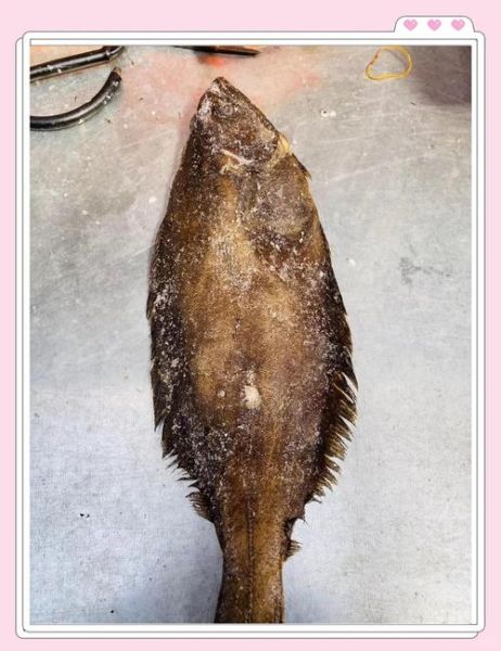 鸦片鱼图片_鸦片鱼长什么样-第1张图片-山城妙识 鸦片鱼图片_鸦片鱼长什么样-第1张图片-山城妙识