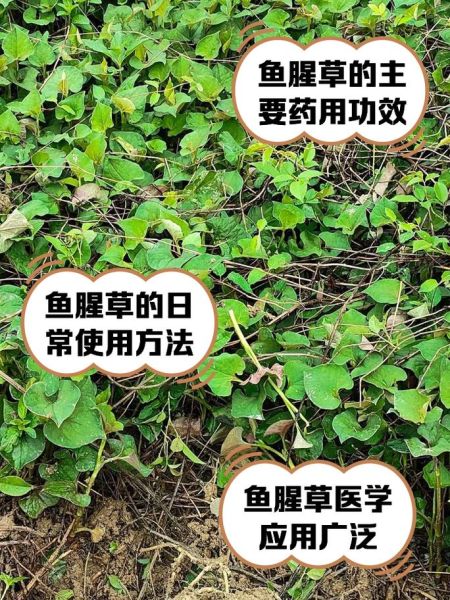 鱼腥草图片长什么样_鱼腥草的功效与作用-第1张图片-山城妙识