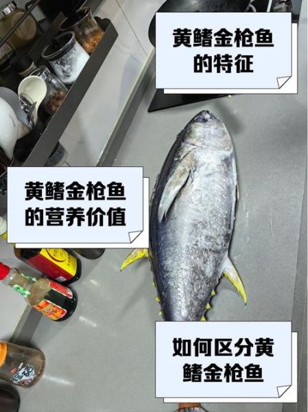黄鳍金枪鱼多少钱一斤_黄鳍金枪鱼价格走势-第1张图片-山城妙识