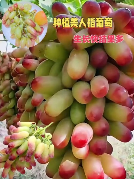 美人指葡萄好吃吗_美人指葡萄产地在哪里-第1张图片-山城妙识