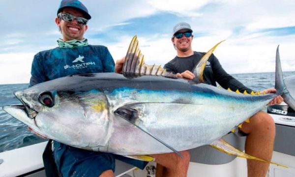 黄鳍金枪鱼多少钱一斤_黄鳍金枪鱼价格走势-第3张图片-山城妙识