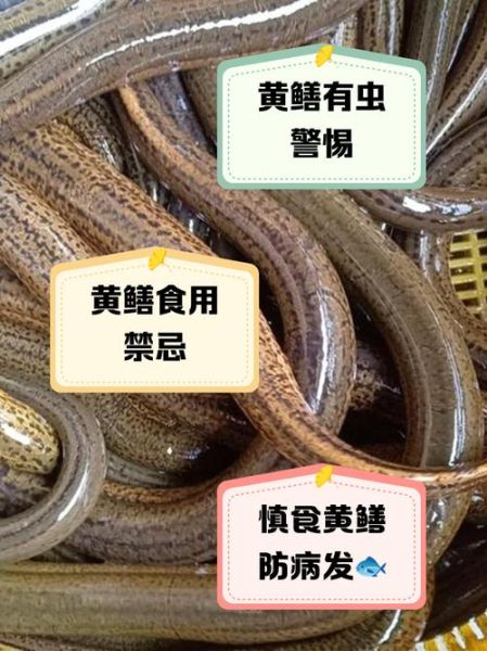 黄鳝寄生虫多不多_怎么安全吃黄鳝-第1张图片-山城妙识