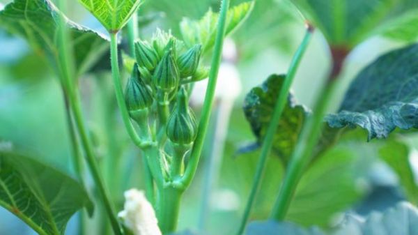 秋葵视频破解版下载安全吗_秋葵视频破解版怎么安装-第2张图片-山城妙识