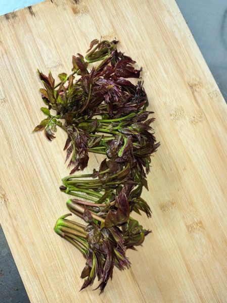 香椿炒蛋会导致器官衰竭吗_香椿中毒症状有哪些-第2张图片-山城妙识 香椿炒蛋会导致器官衰竭吗_香椿中毒症状有哪些-第2张图片-山城妙识