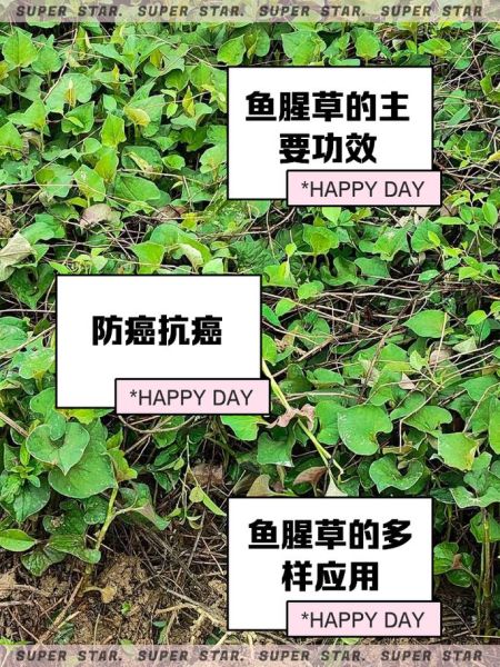 鱼腥草怎么吃治妇科炎症_鱼腥草治妇科病的正确用法-第2张图片-山城妙识