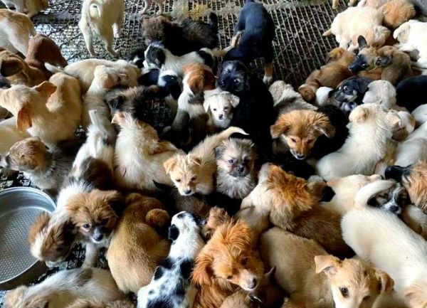 肉狗品种有哪些_肉狗养殖什么品种好-第1张图片-山城妙识