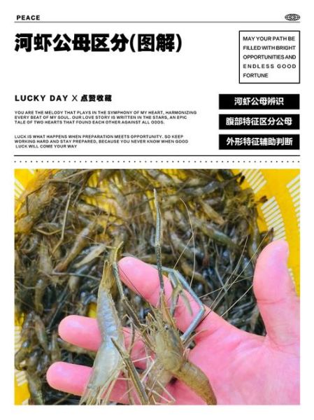 淡水河虾图片大全大图_如何辨别品种与生态特征-第1张图片-山城妙识 淡水河虾图片大全大图_如何辨别品种与生态特征-第1张图片-山城妙识