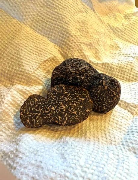 黑松露多少钱一斤_黑松露价格为什么差异大-第3张图片-山城妙识 黑松露多少钱一斤_黑松露价格为什么差异大-第3张图片-山城妙识