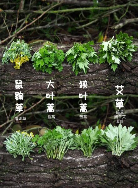 野艾蒿和艾草的区别_野艾蒿可以当艾草用吗-第2张图片-山城妙识