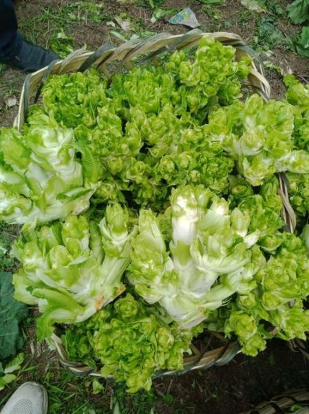 四川儿菜怎么做好吃_四川儿菜图片长什么样-第3张图片-山城妙识 四川儿菜怎么做好吃_四川儿菜图片长什么样-第3张图片-山城妙识