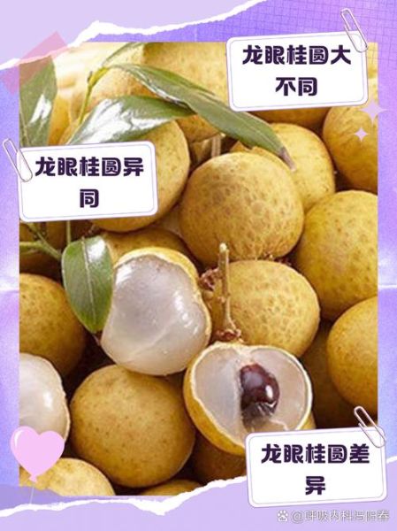 龙眼和桂圆一样吗_区别与功效-第1张图片-山城妙识 龙眼和桂圆一样吗_区别与功效-第1张图片-山城妙识