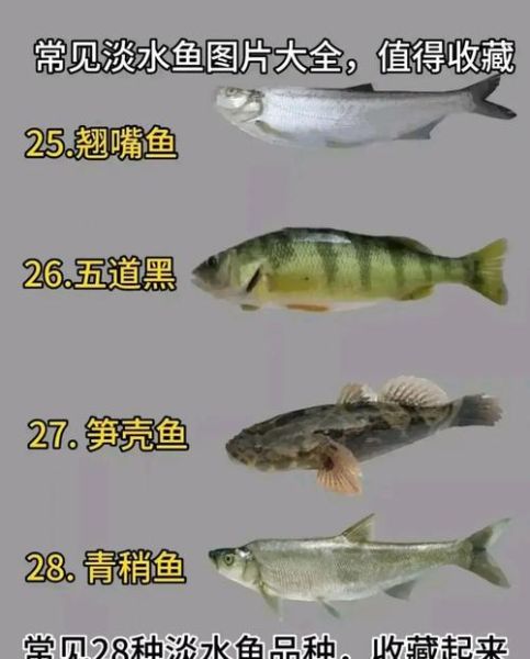 鱼的图片大全及名字_常见淡水鱼种类有哪些-第3张图片-山城妙识 鱼的图片大全及名字_常见淡水鱼种类有哪些-第3张图片-山城妙识