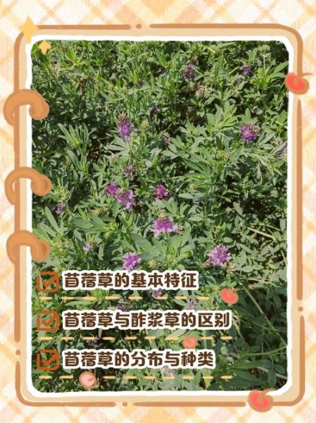 苜蓿菜长啥样_苜蓿菜和紫花苜蓿区别-第1张图片-山城妙识