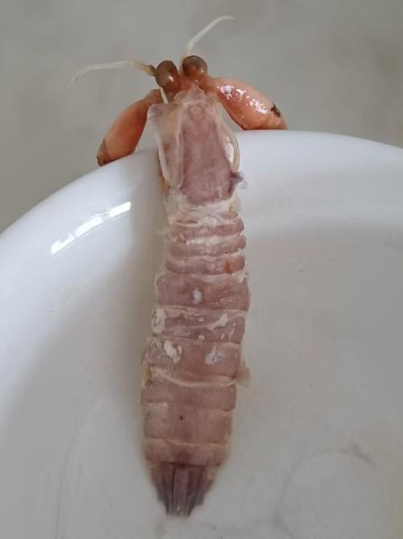 虾姑怎么煮_虾姑煮多久才熟-第1张图片-山城妙识 虾姑怎么煮_虾姑煮多久才熟-第1张图片-山城妙识