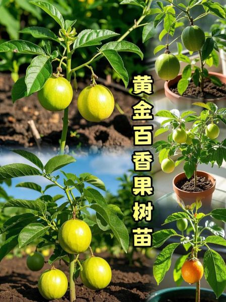 百香果什么时候种_百香果几月份种最合适-第2张图片-山城妙识