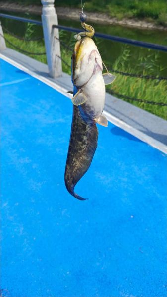 小鲶鱼怎么养_小鲶鱼吃什么长得快-第3张图片-山城妙识