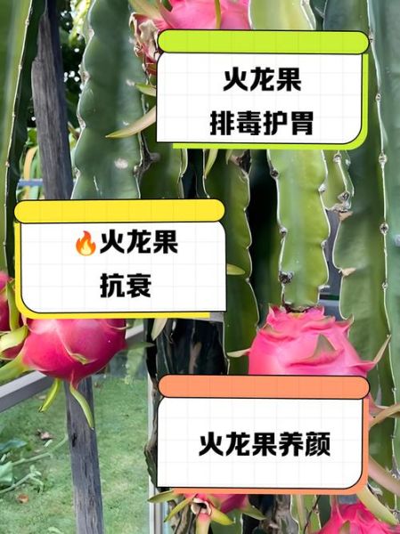 经常吃火龙果有什么好处和坏处吗_火龙果的副作用-第2张图片-山城妙识