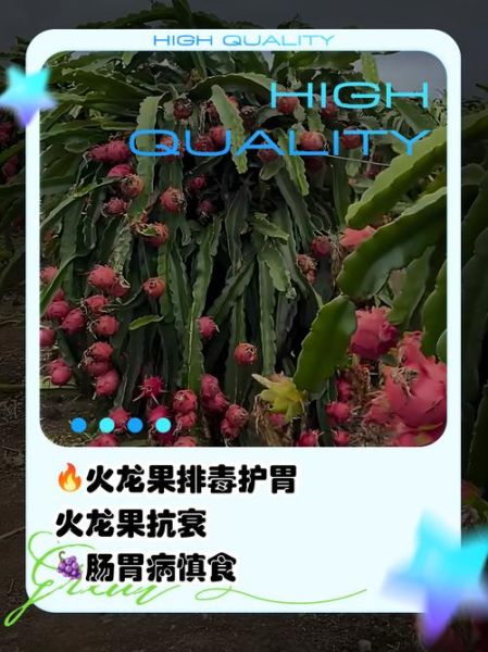 经常吃火龙果有什么好处和坏处吗_火龙果的副作用-第3张图片-山城妙识