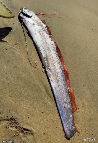 皇带鱼是龙的原型吗_龙的原型探究-第2张图片-山城妙识